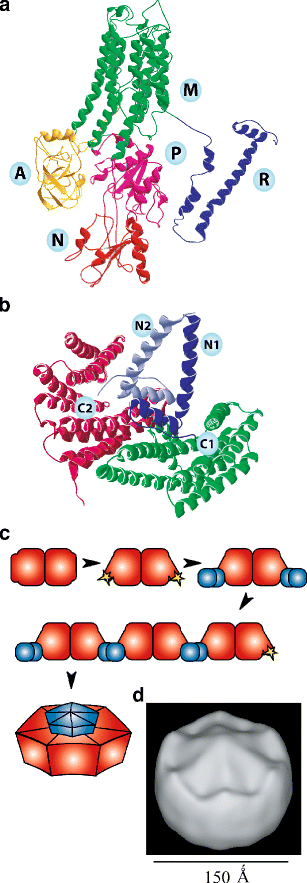 The plant plasma membrane proton pump ATPase: a highly regulated P-type ...