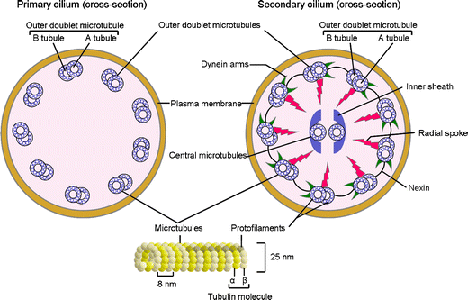 Ciliar functions in the nephron | SpringerLink