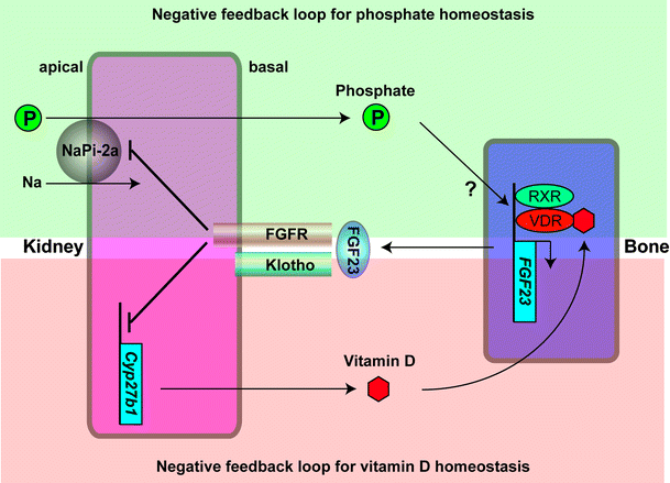 Klotho | SpringerLink