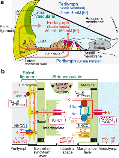How is the highly positive endocochlear potential formed? The specific ...