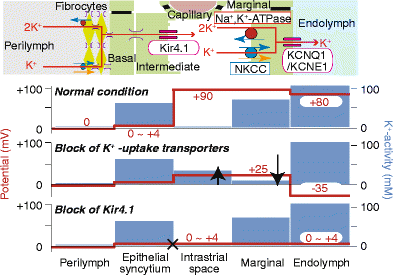 How is the highly positive endocochlear potential formed? The specific ...