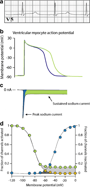 Cardiac sodium channelopathies | SpringerLink