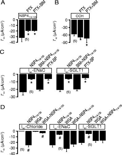 Rotavirus toxin NSP4 induces diarrhea by activation of TMEM16A and ...