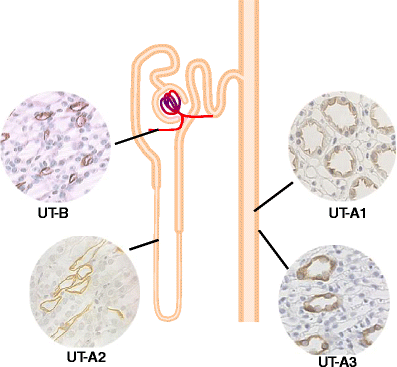 Molecular mechanisms of urea transport in health and disease | SpringerLink