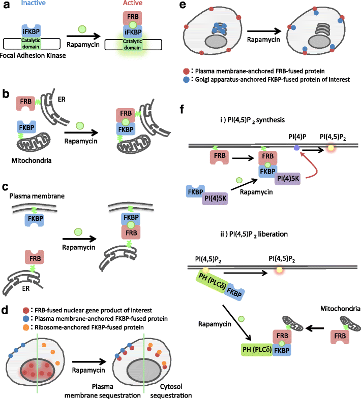 Manipulating signaling at will: chemically-inducible dimerization (CID ...
