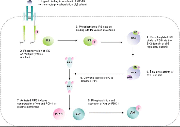 The IGF-1 receptor and regulation of nitric oxide bioavailability and ...