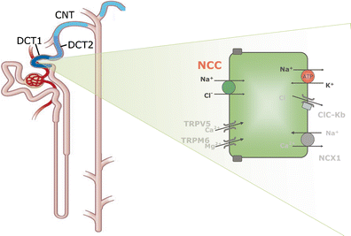 The sodium chloride cotransporter SLC12A3: new roles in sodium ...