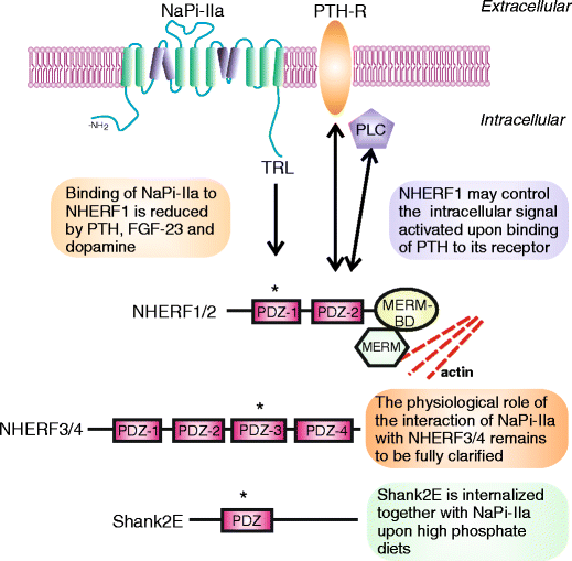 The SLC34 family of sodium-dependent phosphate transporters | SpringerLink