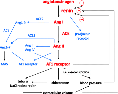 Salt feedback on the renin-angiotensin-aldosterone system | SpringerLink