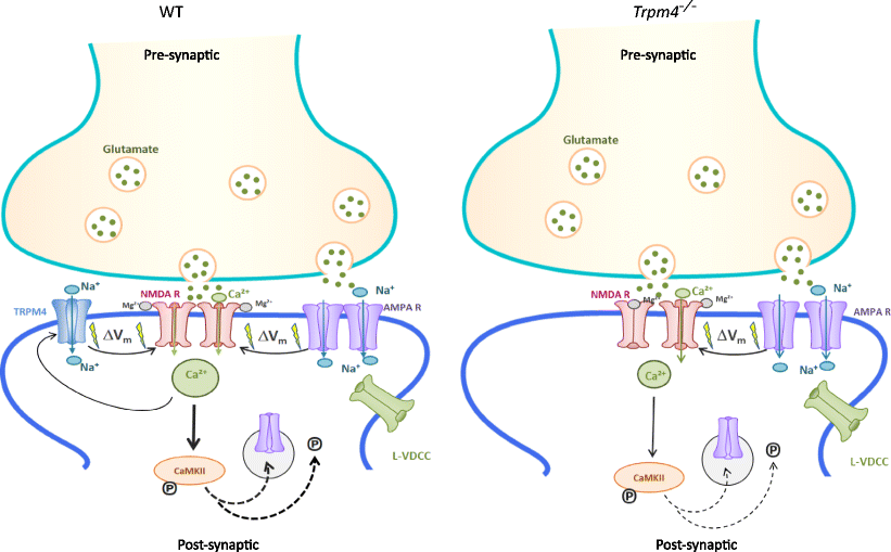 TRPM4-dependent post-synaptic depolarization is essential for the ...