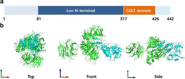 Cereblon in health and disease | SpringerLink