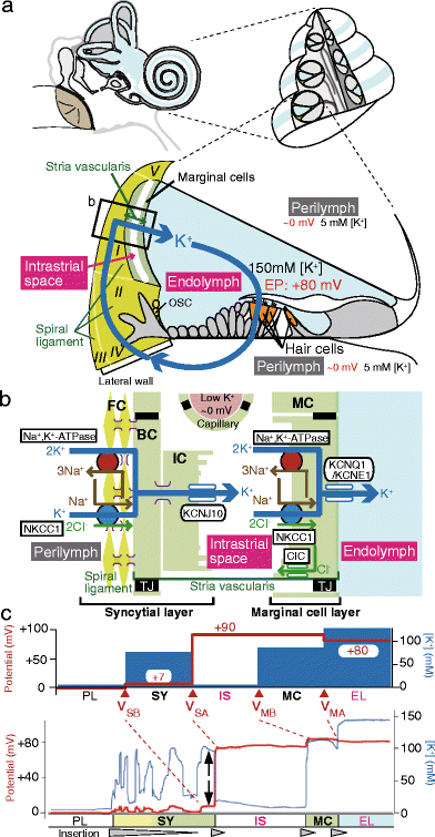 The unique electrical properties in an extracellular fluid of the ...