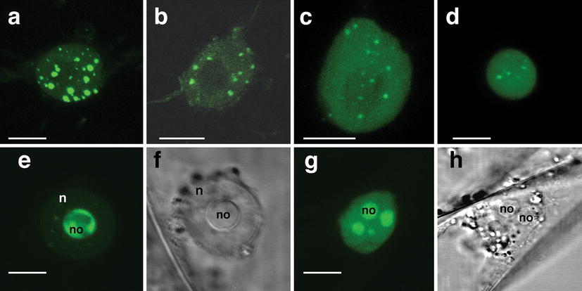 The Arabidopsis LHP1 protein is a component of euchromatin | SpringerLink