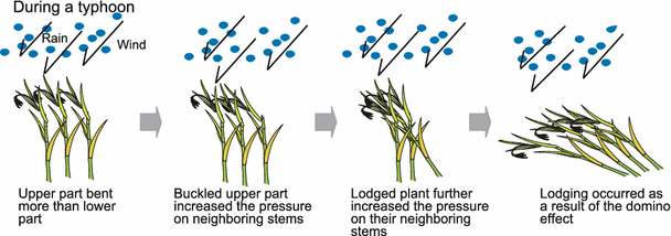 New target for rice lodging resistance and its effect in a typhoon ...
