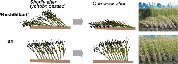 New target for rice lodging resistance and its effect in a typhoon ...