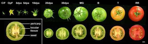 Tissue dependent variations of DNA methylation and endoreduplication ...