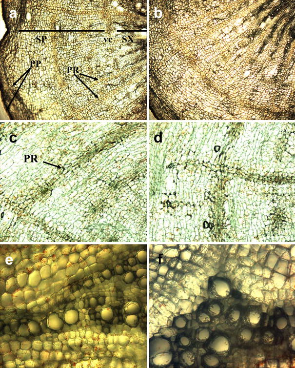 Chromoplasts ultrastructure and estimated carotene content in root ...