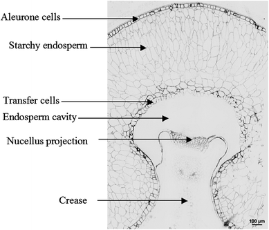 Change in wall composition of transfer and aleurone cells during wheat ...
