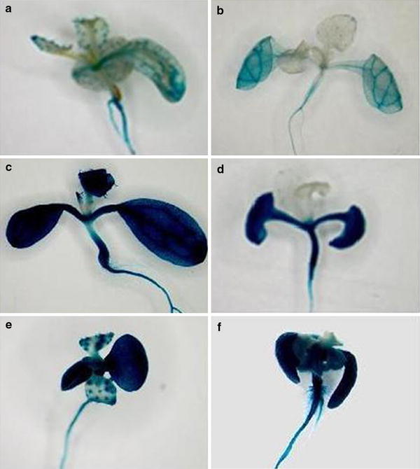 Characterization of abiotic stress-responsive Arabidopsis thaliana ...