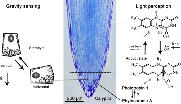 Root phototropism: from dogma to the mechanism of blue light perception ...