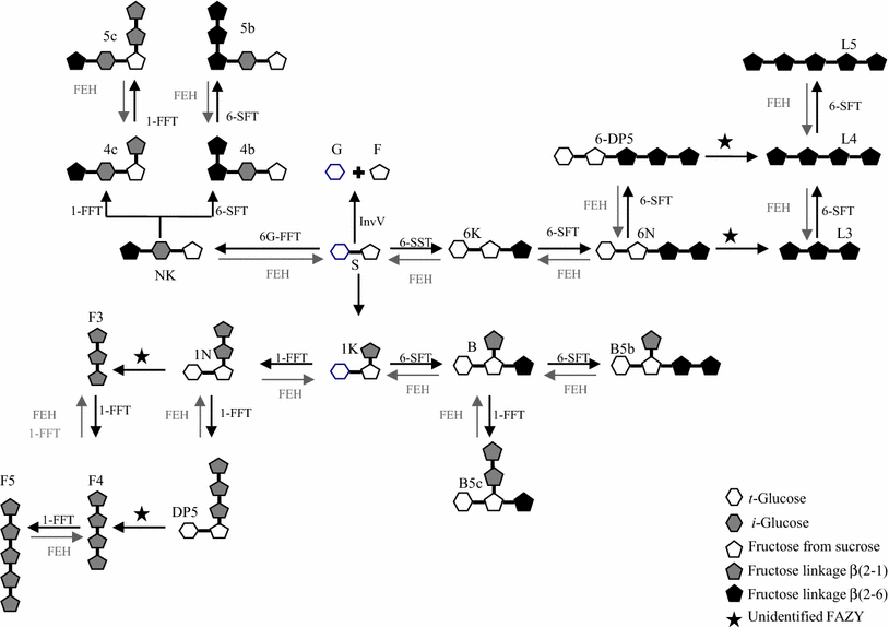 Fructan active enzymes (FAZY) activities and biosynthesis of ...