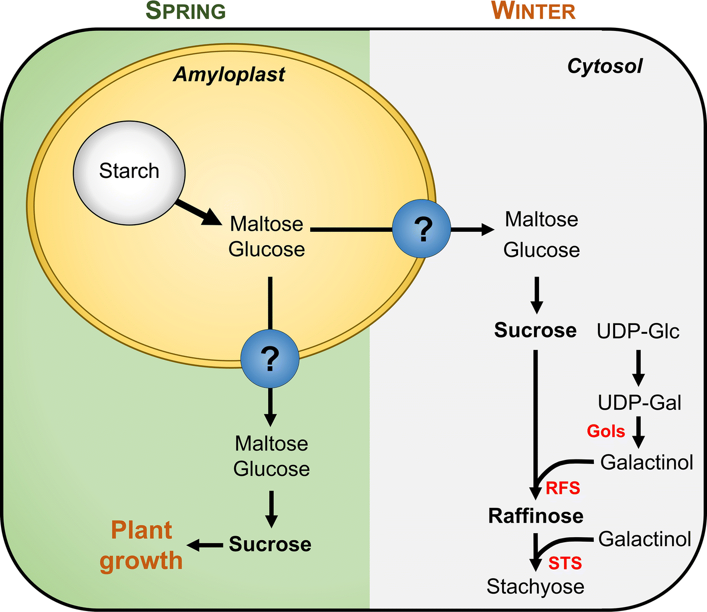 A molecular perspective on starch metabolism in woody tissues ...