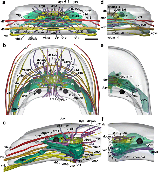 Neurobiology of the basal platyhelminth Macrostomum lignano: map and ...