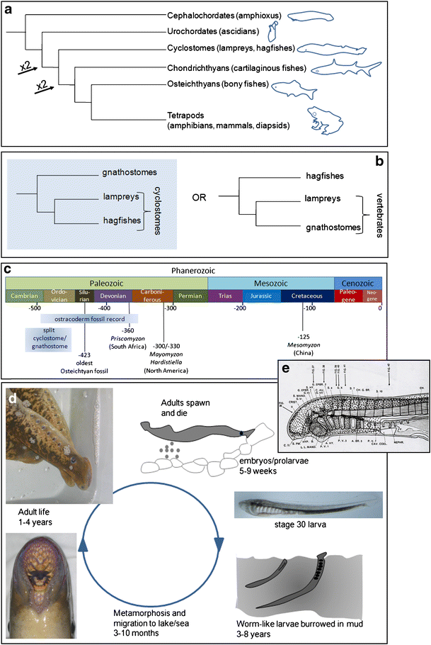 The lamprey in evolutionary studies | SpringerLink