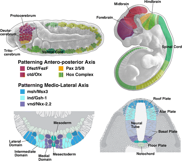 The urbilaterian brain revisited: novel insights into old questions ...