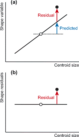 Size, shape, and form: concepts of allometry in geometric morphometrics ...