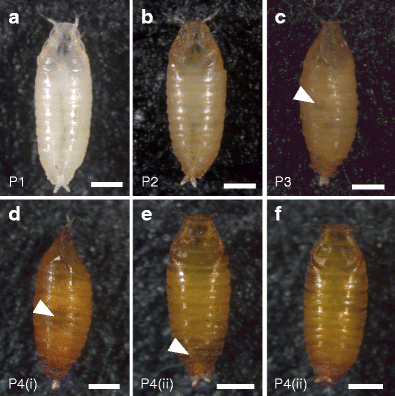 Pupal development and pigmentation process of a polka-dotted fruit fly ...
