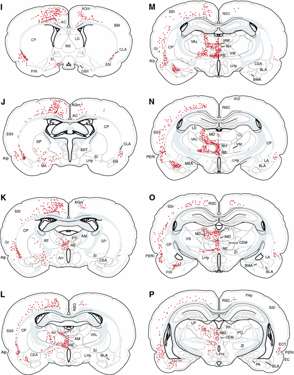 Anatomical analysis of afferent projections to the medial prefrontal ...