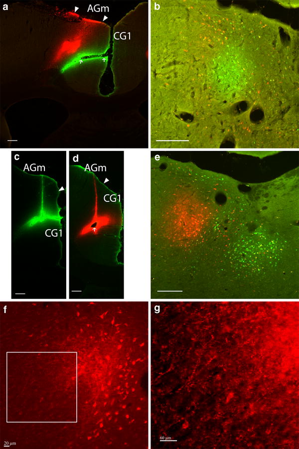 The efficacy of the fluorescent conjugates of cholera toxin subunit B ...