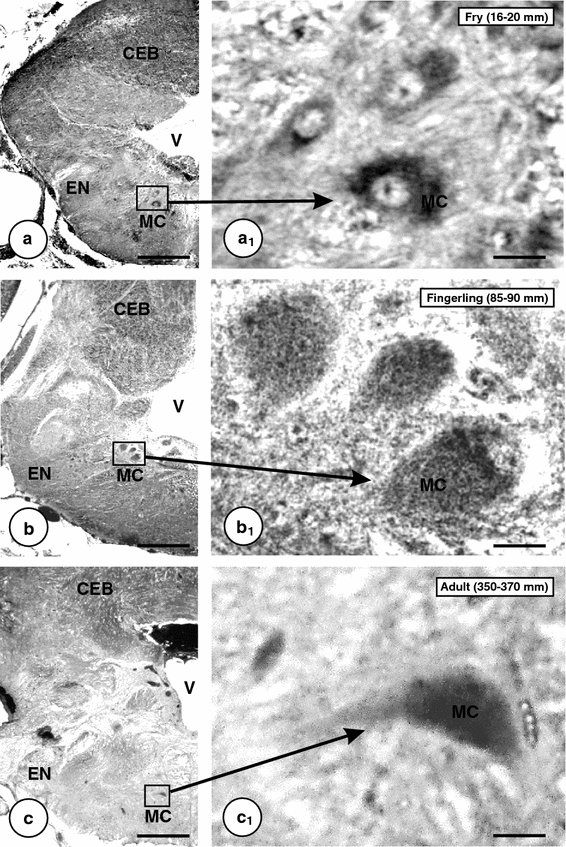 The ontogeny of Mauthner cells in the brain of Labeo rohita as revealed ...