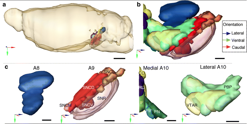 A cytoarchitectonic and chemoarchitectonic analysis of the dopamine ...