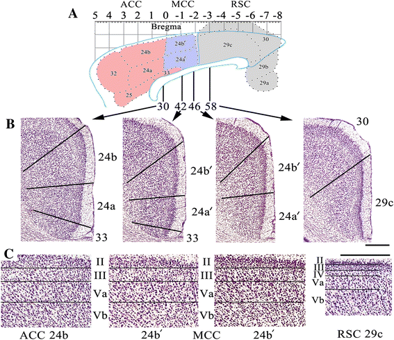 Cytoarchitecture of mouse and rat cingulate cortex with human ...