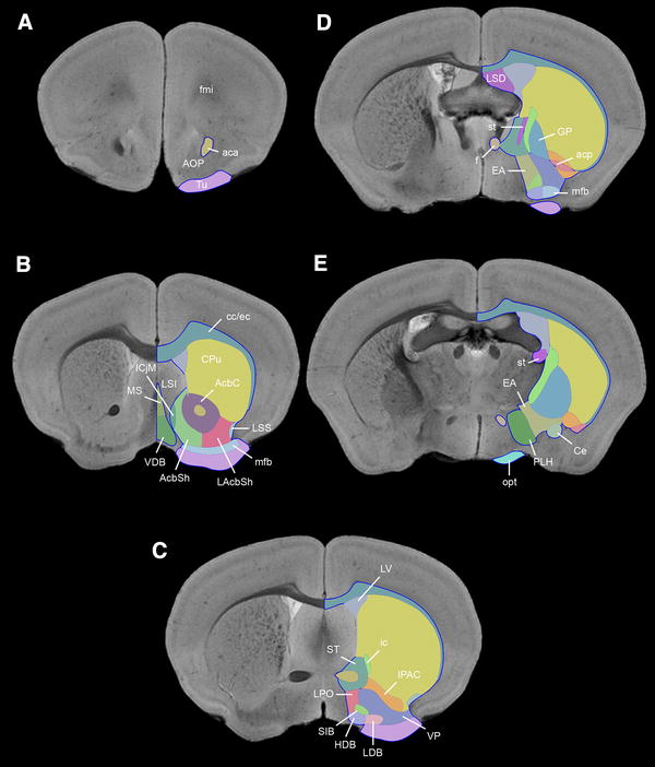 An MRI atlas of the mouse basal ganglia | SpringerLink