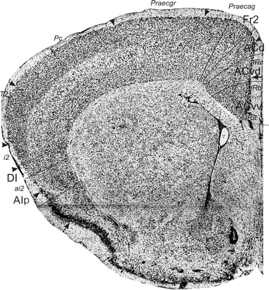 Comparison of (stereotactic) parcellations in mouse prefrontal cortex ...