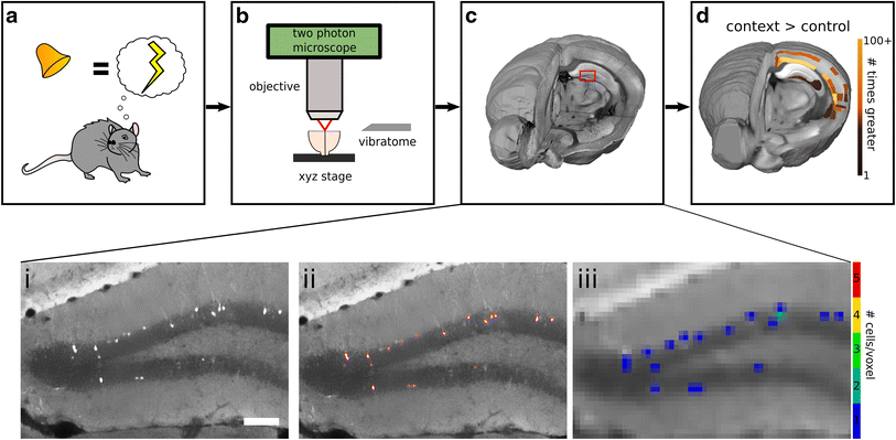 Whole-brain mapping of behaviourally induced neural activation in mice ...
