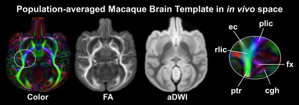 Population-averaged macaque brain atlas with high-resolution ex vivo ...