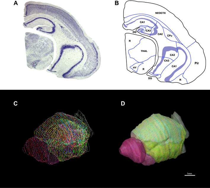 Profound seasonal changes in brain size and architecture in the common ...