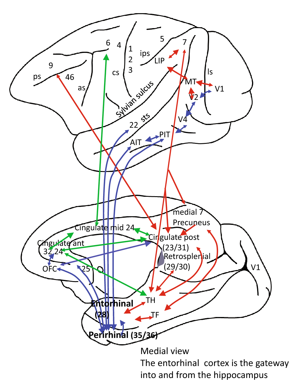 The cingulate cortex and limbic systems for emotion, action, and memory ...