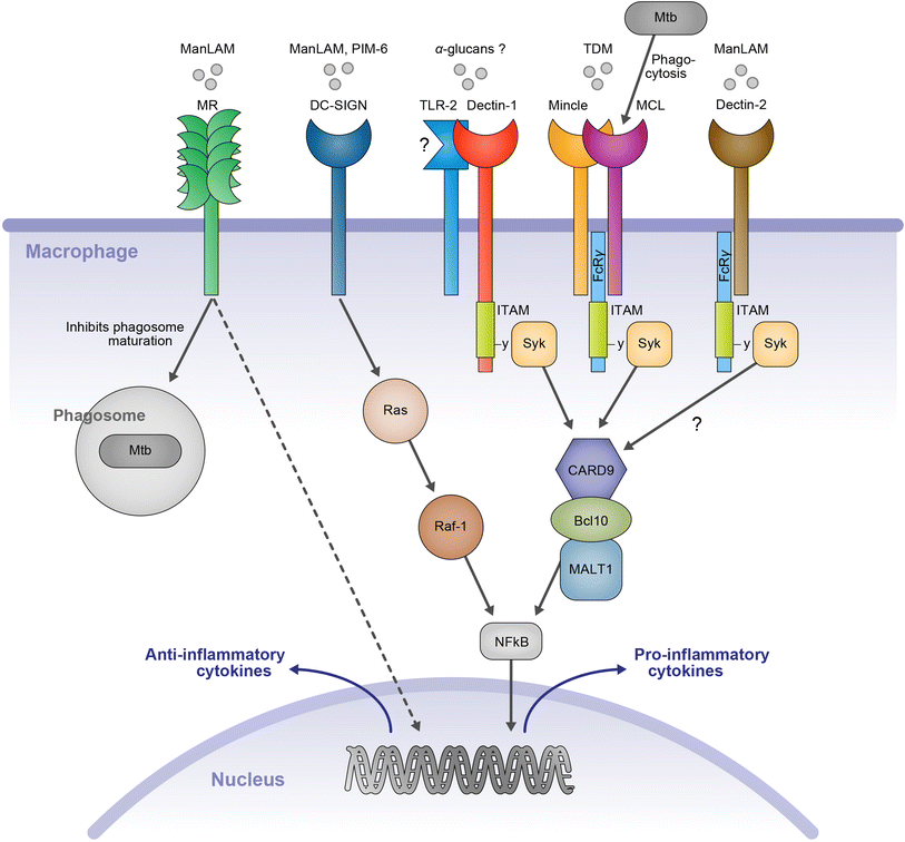 C-type lectin receptors in tuberculosis: what we know | SpringerLink