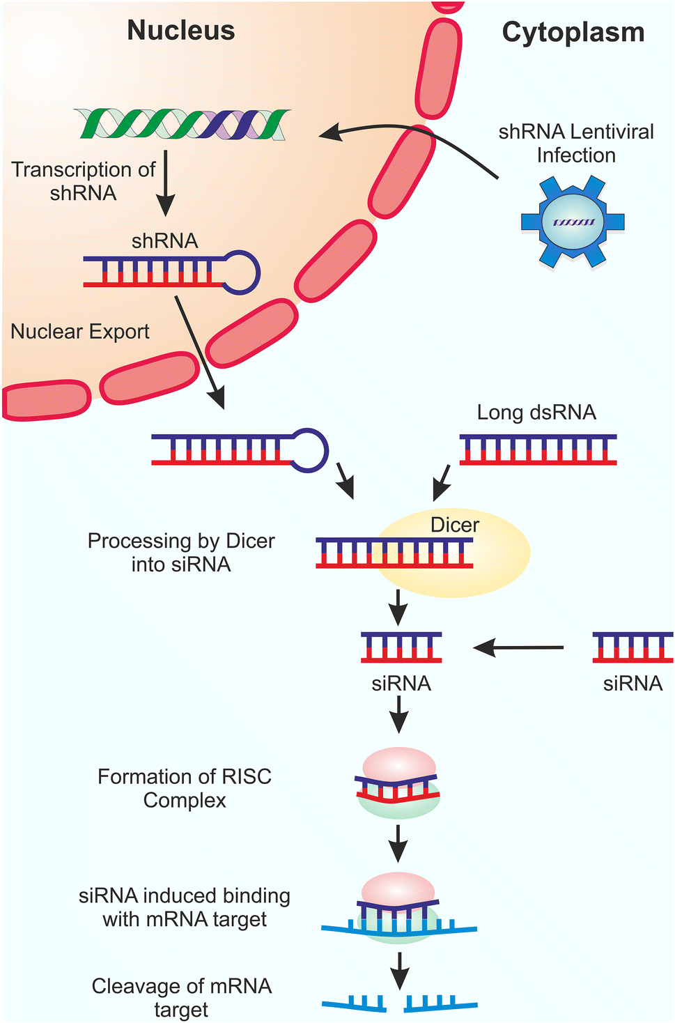 Advances in high-throughput methods for the identification of virus ...
