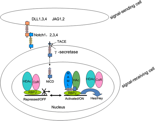 Dll4-Notch signaling in regulation of tumor angiogenesis | SpringerLink