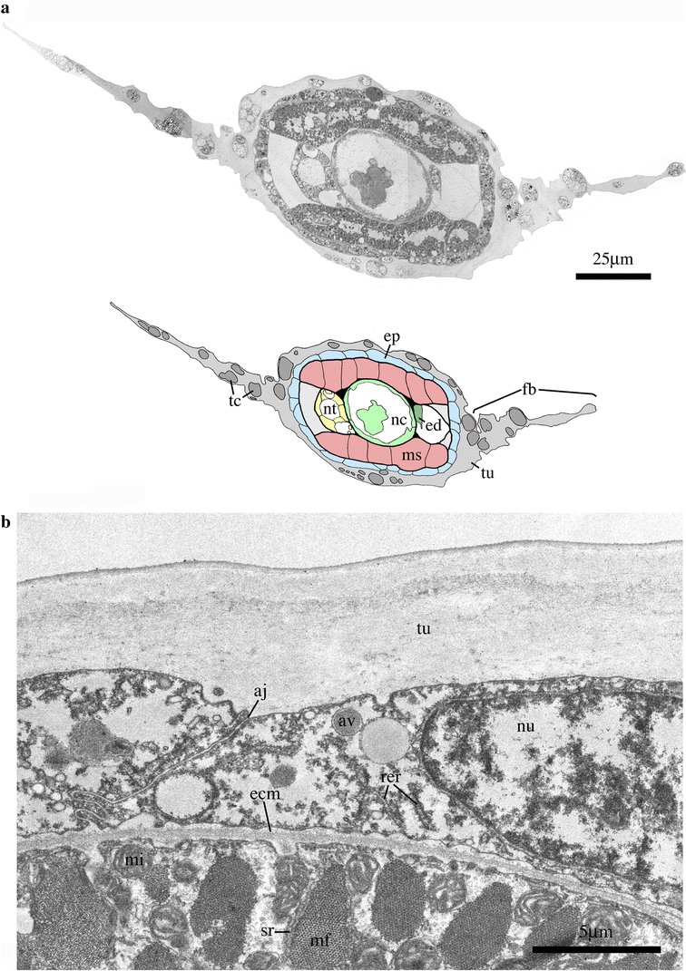 Ontogeny of the appendicularian Oikopleura dioica (Tunicata, Chordata ...