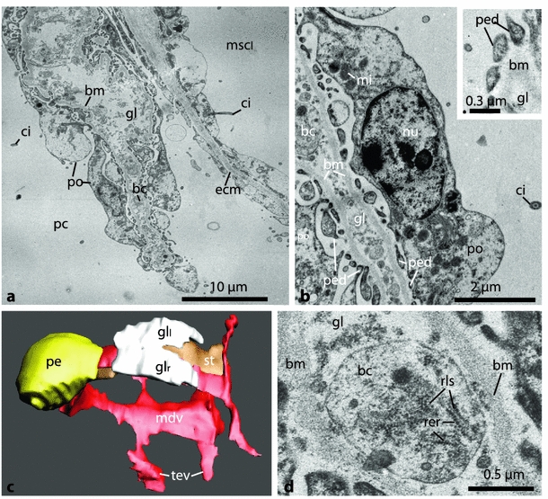 Comparative anatomy of the heart–glomerulus complex of Cephalodiscus ...