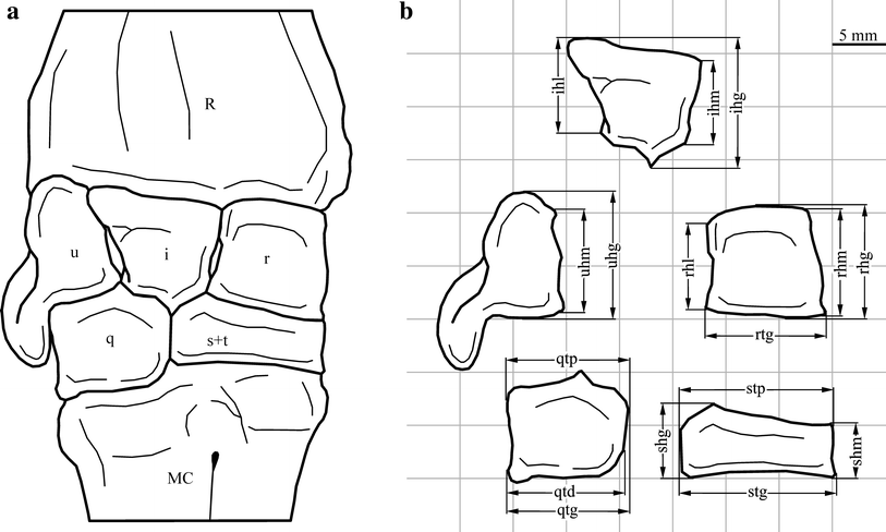 Biometric study of ruminant carpal bones and implications for ...