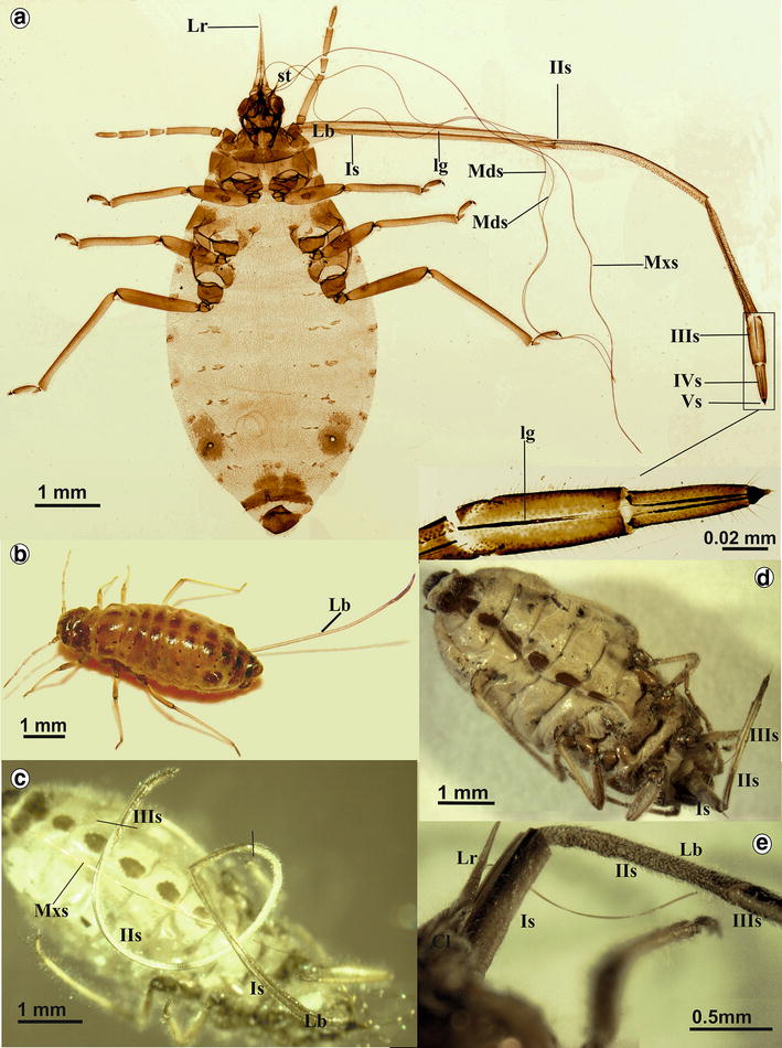 The structure of extremely long mouthparts in the aphid genus Stomaphis ...