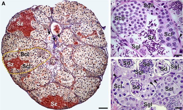 The structure of spermatogenic cysts and number of Sertoli cells in the ...